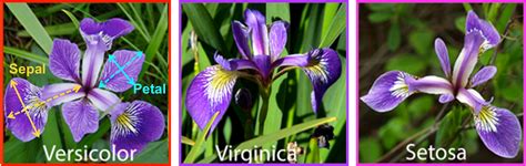 Visualization And Understanding Iris Dataset By Pranjal Sharma Medium