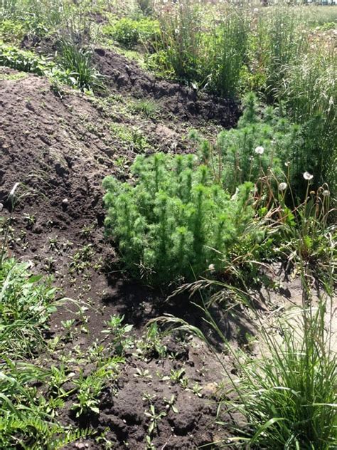 Scentless Chamomile Alberta Invasive Species Council