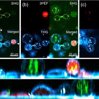 Single Beam Multimodal Images Taken With A Time Interval Of Min Download Scientific Diagram