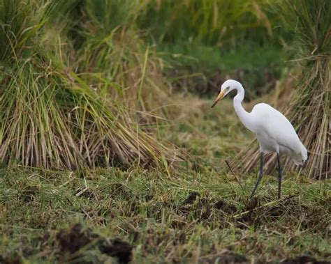 Intermediate Egret Facts Diet Habitat And Pictures On Animaliabio