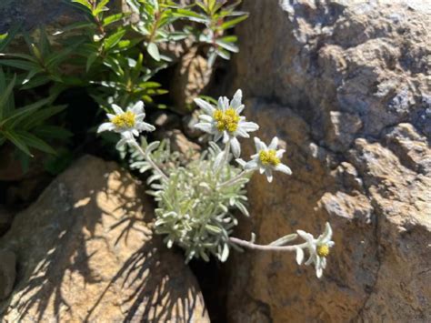 尾瀬に行こォゼvol 6花開く至仏山の山開き尾瀬とTEPCO東京電力