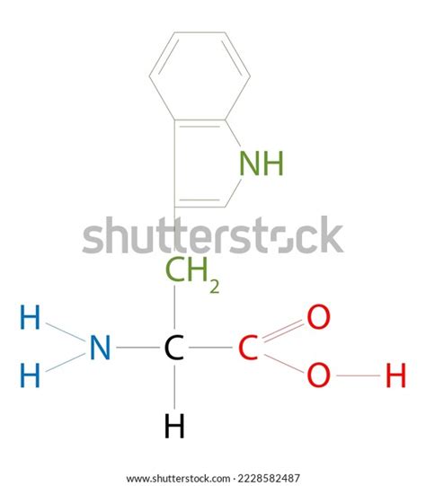 Structure Tryptophan Tryptophan Amino Acid That Stock Illustration 2228582487 Shutterstock