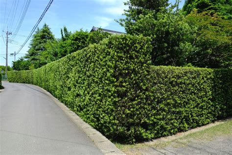 生垣 と 垣根 の 違い