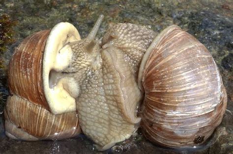 Slimy And Interesting Snail Reproduction Process Aqua4nations