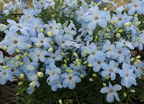 Delphinium Grandiflorum Cheer Light Blue