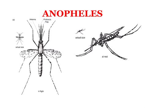 The Vector Mosquitoes Pptx