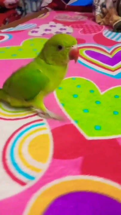 मम्मी एक गिलास पानी दे दो 🤣🤣🤣parrot Tota Cute Main Mummyfunnytota