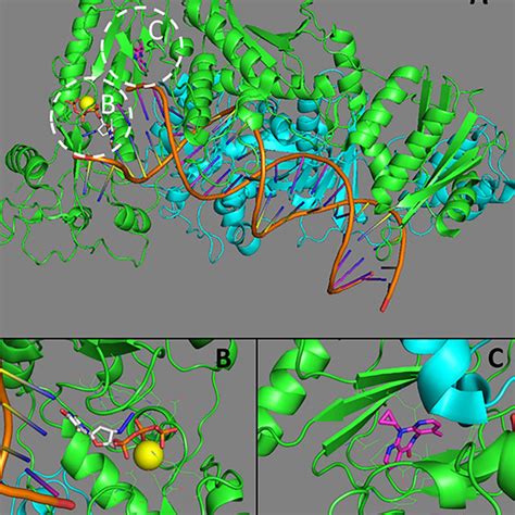The Structure Of Hiv 1 Reverse Transcriptase Rt A An Overall Download Scientific Diagram