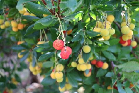 รปภาพAchne เลอกดภาพถายสตอก เวกเตอร และวดโอ Adobe Stock