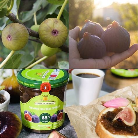 프로방스 프랑스산 유기농 무화과 65 잼 스프레드 전통방식 350g 홈플러스 택배배송