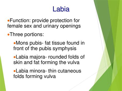 The Reproductive System Ppt Download