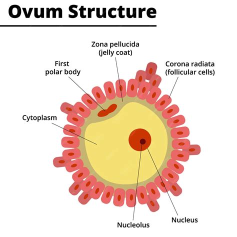 Premium Vector Ovum Structure Morphology Of The Human And Animal