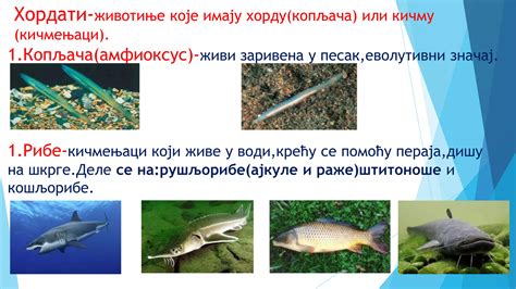 СИСТЕМАТИКА ЖИВОТИЊА Pptx