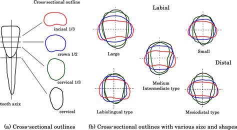 Curvature Feature In The Mandibular Central Incisors 79 A The