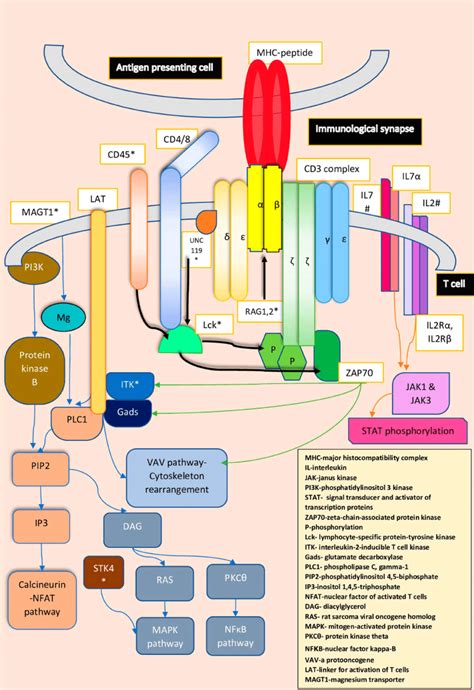 T Cell Receptor Antigen Activation And Signalling Immunological Download Scientific Diagram