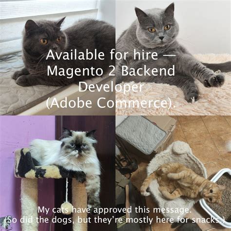 Available For Hire — Magento 2 Backend Developer Adobe Commerce My Cats Have Approved This