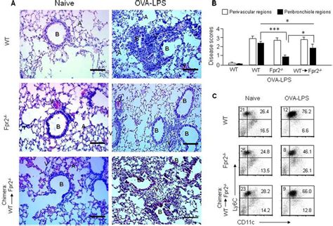 Restoration By Adoptive Transfer Of Wt Mouse Bm Cells A Cell