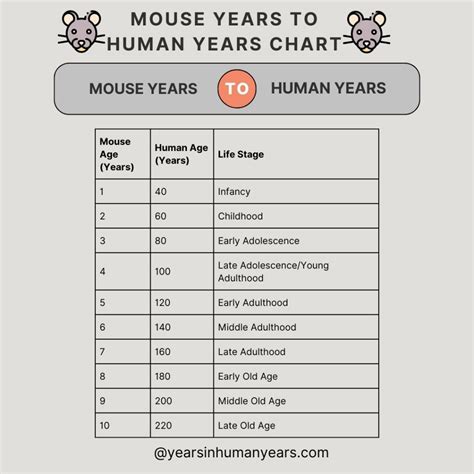Mouse Lifespan Compared To Human At Garry Beckwith Blog