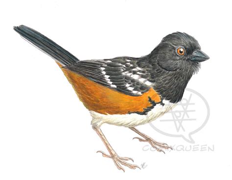 Spotted Towhee By Comixqueen On Deviantart