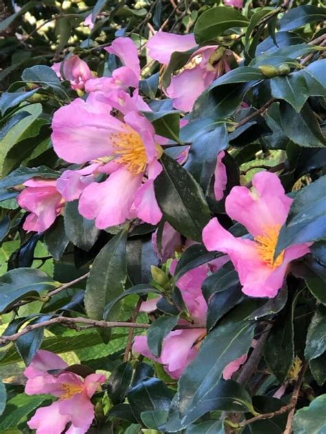 Camellia Sasanqua Totenko Paris Côté Jardin