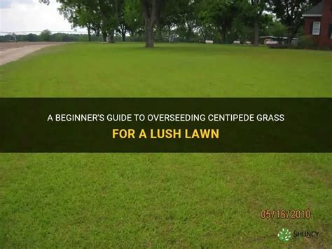 A Beginners Guide To Overseeding Centipede Grass For A Lush Lawn Shuncy