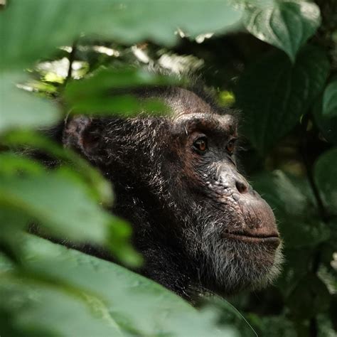 Virungas Endangered Species Virunga National Park