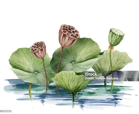 녹색 연잎과 연꽃 씨앗 머리는 물에서 자라고 수채화 그림은 흰색에 분리되어 있습니다 아시아 열대 수련 식물 녹색과 갈색 씨앗 캡슐 스파와 요가 살롱 블로그 연꽃과에 대한