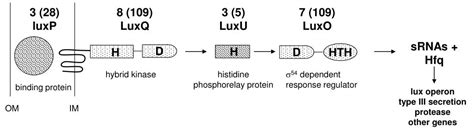 Ppt Lux Operon Type Iii Secretion Protease Other Genes Powerpoint