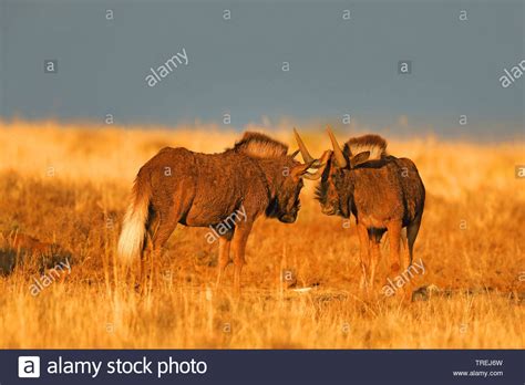 Black Wildebeest White Tailed Gnu Connochaetes Gnou Fighting Males