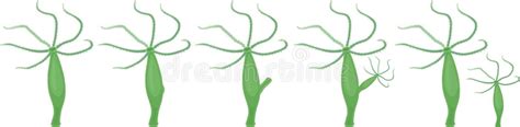 Budding Hydra Stock Illustrations 34 Budding Hydra Stock