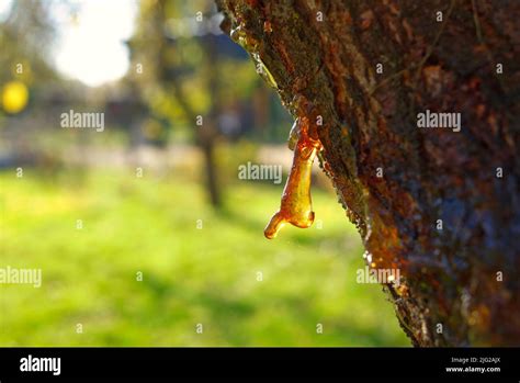 Oozing Tree Sap Hi Res Stock Photography And Images Alamy