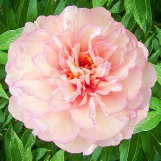 Buy Scrumdiddlyumptious Itoh Peony Brecks Bulbs Canada