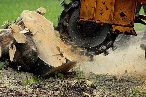 Safe And Secure Stump Removal Integrity Tree Care In Charlotte NC
