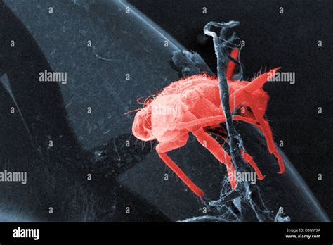 This Low Magnification 48x Scanning Electron Micrograph Sem Revealed Presence Small