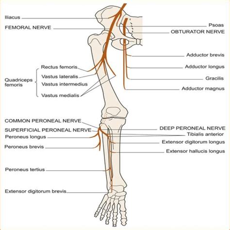 Peroneal Nerve Distribution Foot Drop Practice Essentials Anatomy