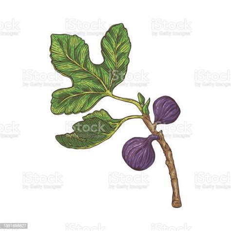 흰색 배경에 고립 된 잎과 과일을 가진 신선한 이국적인 보라색 무화과 과일의 가지 잘 익은 무화과의 벡터 손으로 그린 복고풍