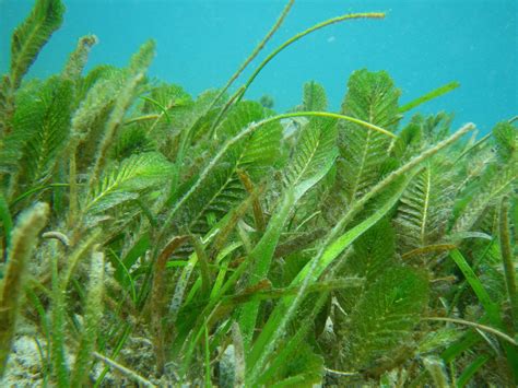 Iucn Ssc Seagrass Species Specialist Group Iucn