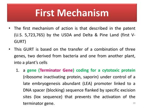 Terminator Gene Technology And Its Applications In Crop Improvement Pptx