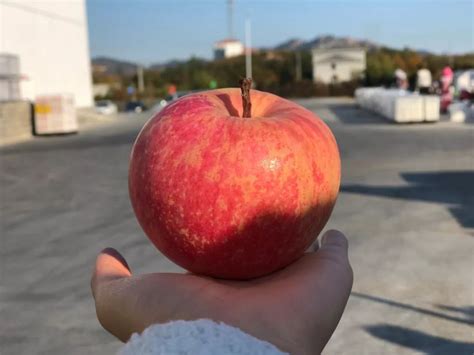 “雀斑美人”：荣成出品阳光甜 苹果