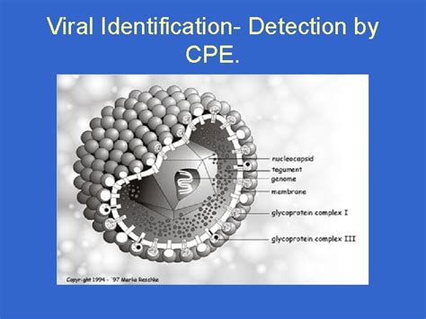 Viral Identification Detection By Cpe Detection Of Viral