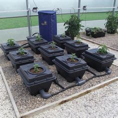 Rdwc Ideas Hydroponics System Hydroponics Hydroponics Diy