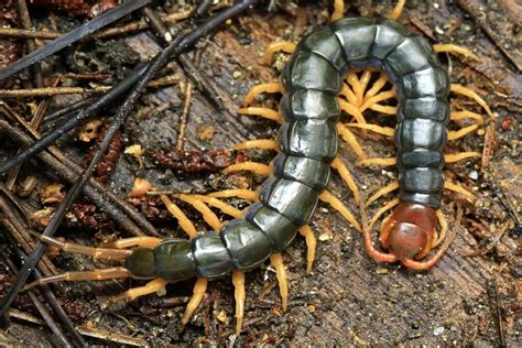へびいちごと野いちごの違いを徹底解説！見分け方と特徴まとめ