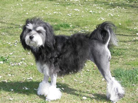 Lowchen Puppies Rescue Pictures Information Temperament