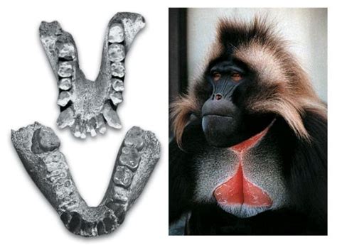 Ramapithecus Evrim Teorisi