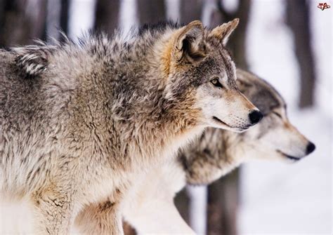 Wilki