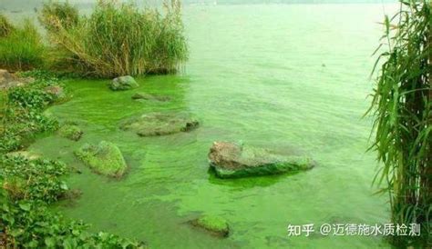 蓝藻的危害 知乎