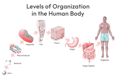 Levels Of Organization Fileanatomical Levels Of Organization