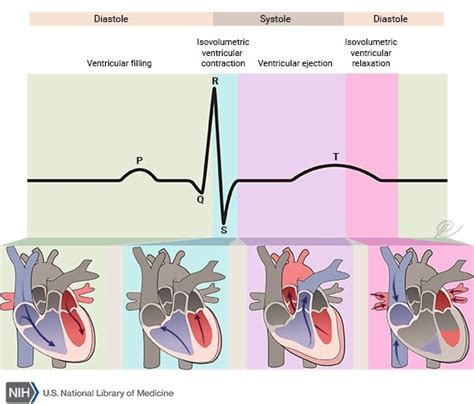 Cardiac Cycle Ecg