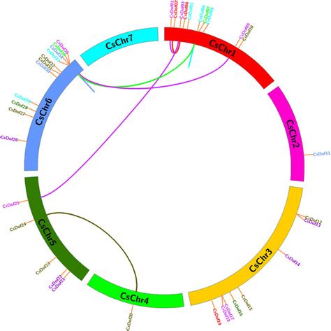 Distribution Of 36 Csdof Genes Onto Seven Cucumber Chromosomes Download Scientific Diagram
