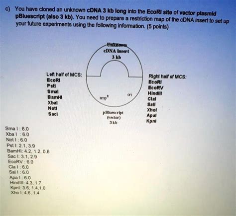 Solved You Have Cloned An Unknown Cdna 3 Kb Long Into The Ecori Site Of Vector Plasmid